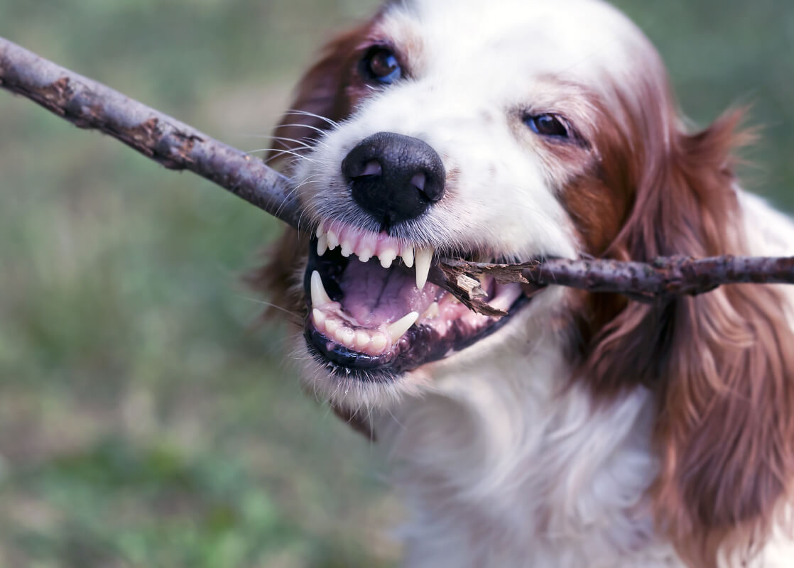 L'agressivité chez le chien, sur le blog des animaux domestiques